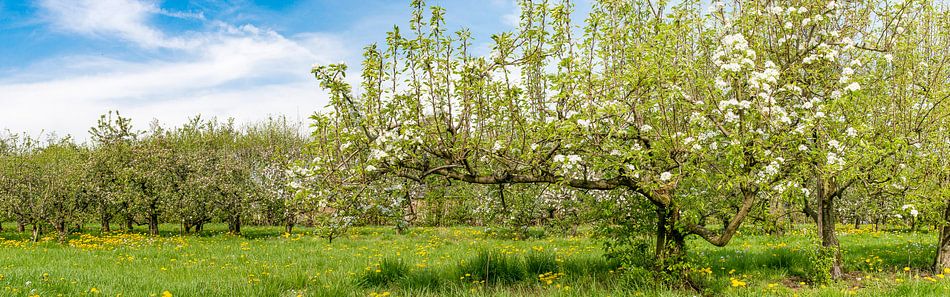 Lente in de boomgaard met oude appelbomen van Sjoerd van der Wal ...