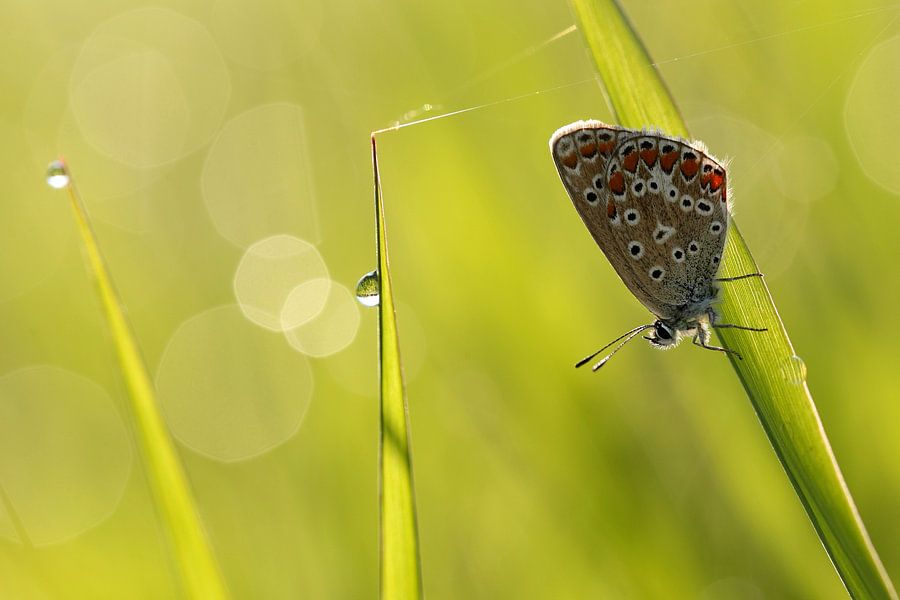 Vroeg Icarus Blauwtje van Mark Leeman op canvas, behang en meer