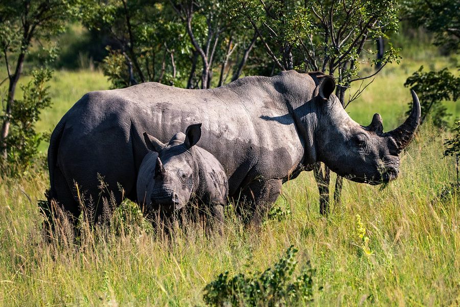 Beschermende moeder neushoorn met baby neushoorn in de natuur van ...