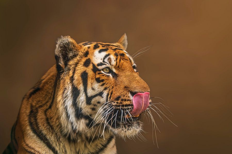 le tigre de Sibérie (Panthera tigris altaica) se lèche le museau après ...