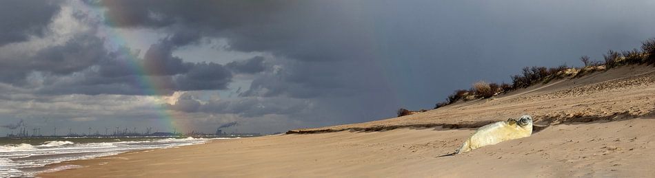 Hollandse luchten in Ouddorp, alles komt samen van Michelle Peeters op ...