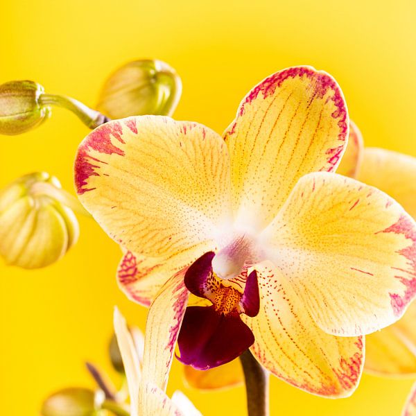 Binnenplant kamerplant gele orchidee van Iryna Melnyk op canvas, behang ...