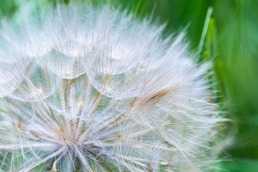 Mega paardenbloem met mooie details van Caroline Pleysier op canvas, behang en meer