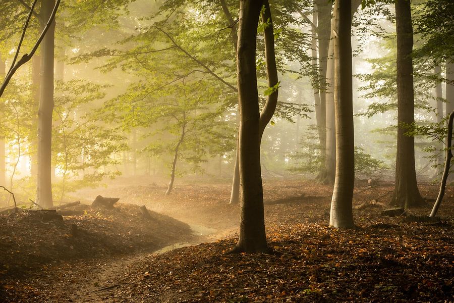 Gouden uur van Rob Willemsen photography op canvas, behang en meer