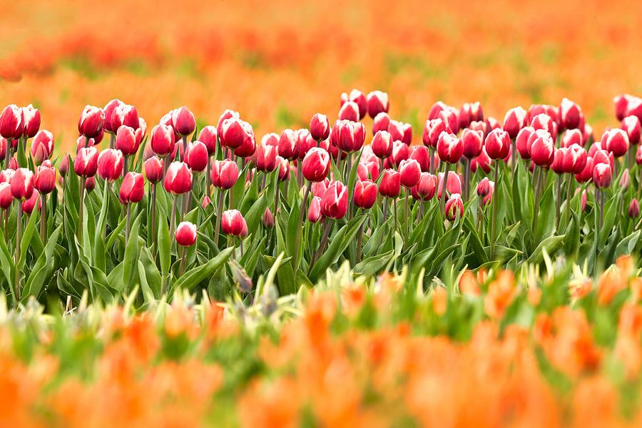 een rij Rode tulpen in een oranje tulpenveld van eric van der eijk op ...