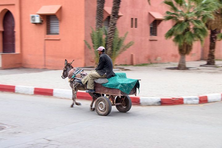 Mooie Muildier/muilezel kunst op canvas, behang en meer