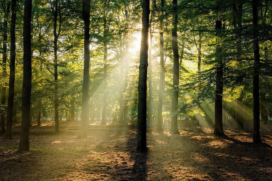 Zonnestralen in het bos bij zonsopkomst | Utrechtse Heuvelrug van Sjaak ...