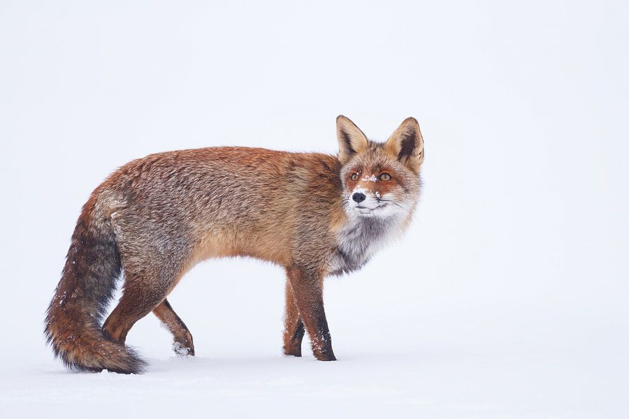Red fox on ice by Pim Leijen on canvas, poster, wallpaper and more