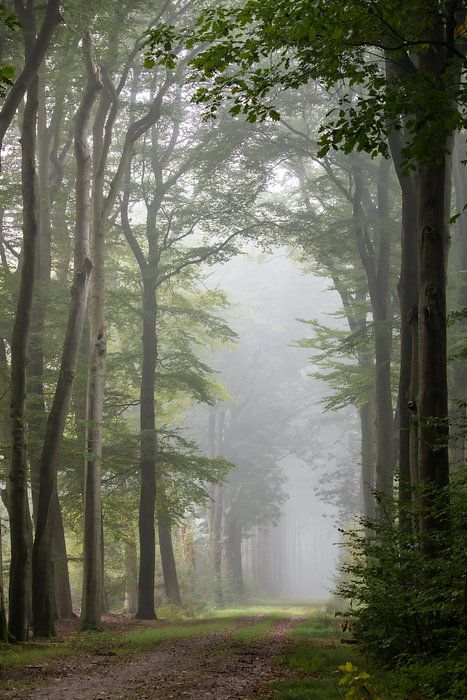 Sprookjesbos van Rob Willemsen photography op canvas, behang en meer