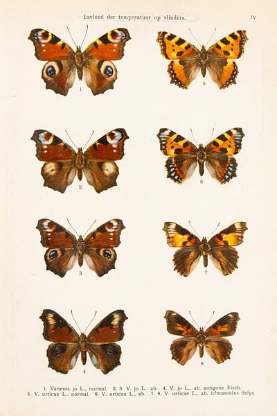 Kleurenplaat met 8 afbeeldingen van vlinders van Studio Wunderkammer op ...