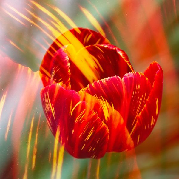 Gevlamde rood/gele Tulp van Ellen Driesse op canvas, behang en meer