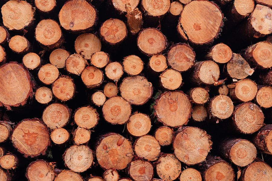 Afgezaagde boomstammen in het bos op de Utrechtse Heuvelrug - Nederland ...