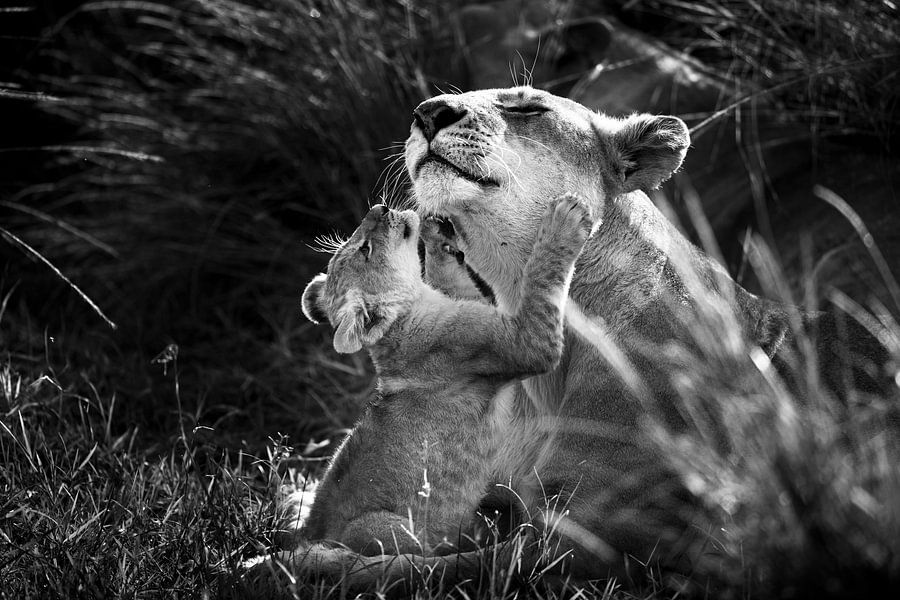 Leeuwin met welp, Masai Mara, Kenia van Marco Verstraaten op canvas ...