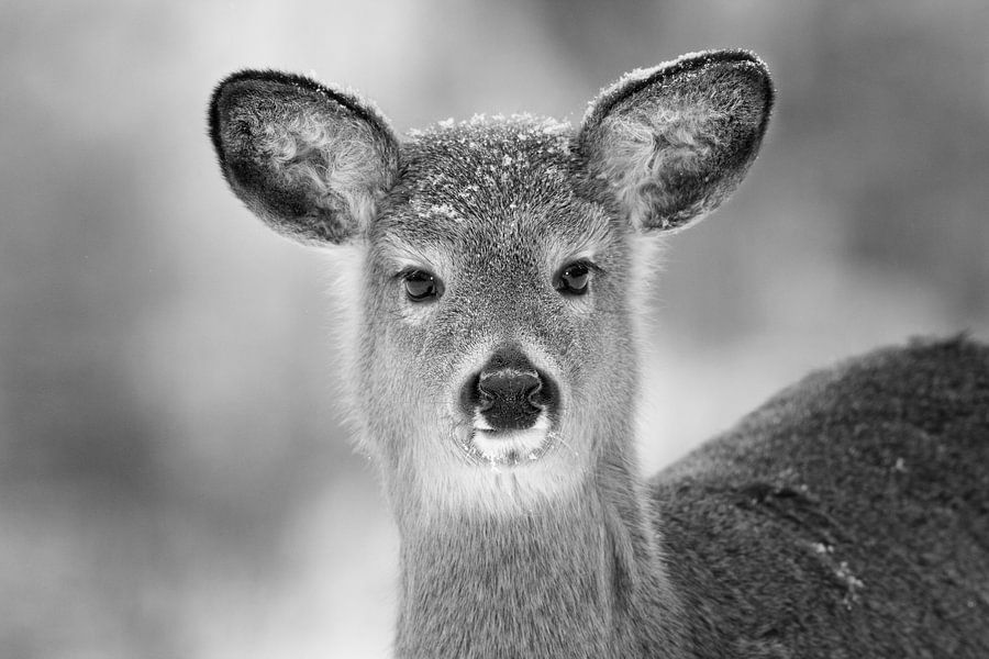 Zwarte neus van Renald Bourque op canvas, behang en meer