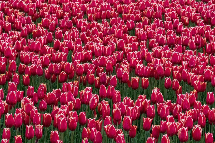 Tulpen op de tulpenvelden in Flevoland van Merijn Loch op canvas ...