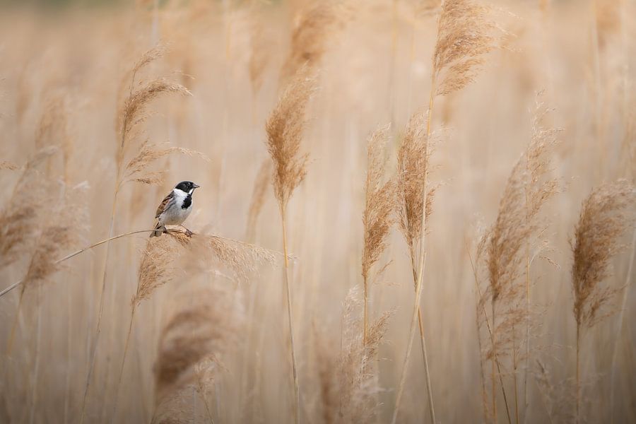 Rietgors in het riet. van JMV nature photography op canvas, behang en meer