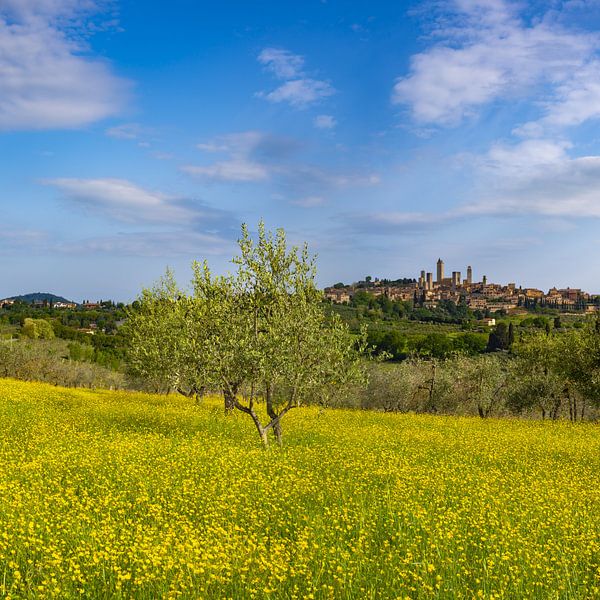 Gele bloeiende brem, lenteweide met olijfbomen, achter San Gimignano ...