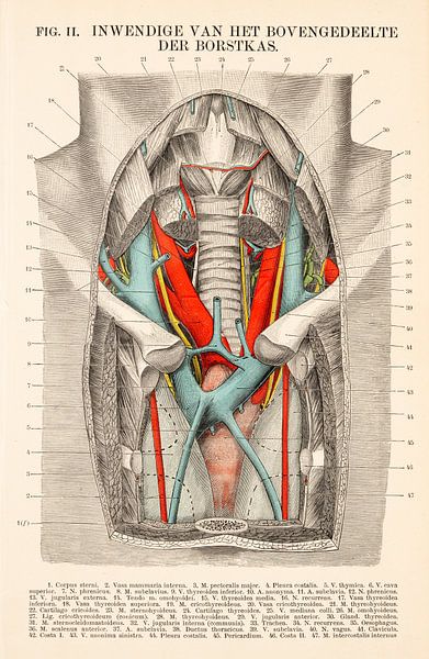 Anatomy. Interior of the upper part of the chest by Studio Wunderkammer ...