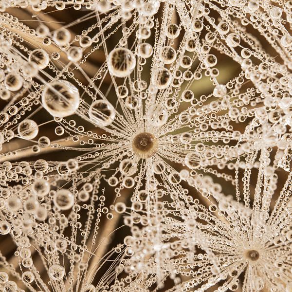 Vierkant met een structuur uit de natuur van Marjolijn van den Berg op ...