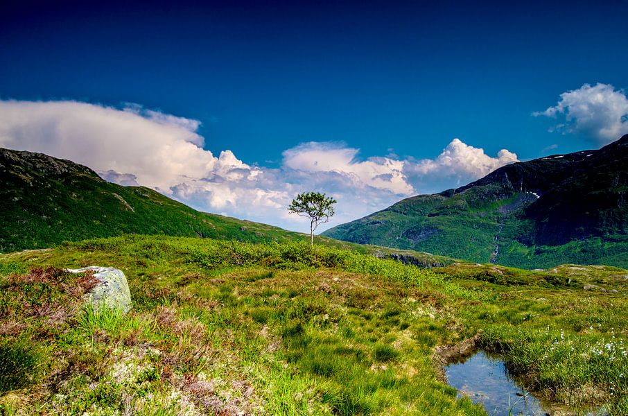Solitaire boom in Noorwegen | Stranda - Svartevatnet van RB-Photography ...