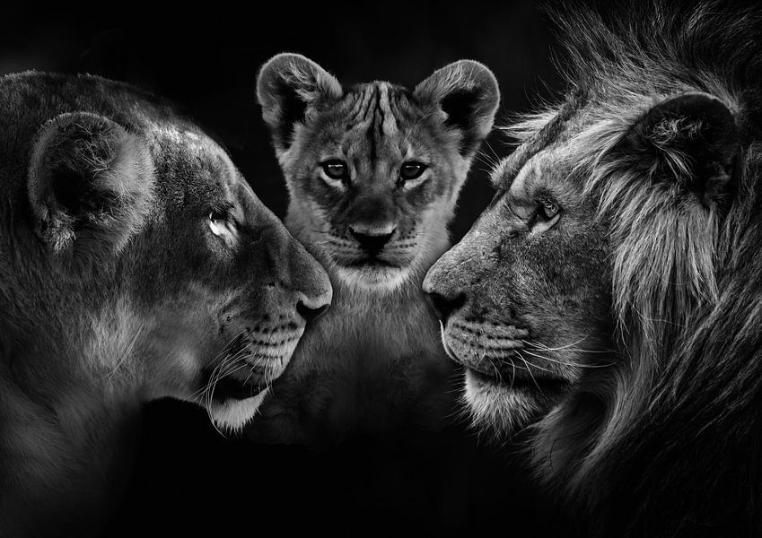 Elegantes Löwenfamilie Bild Schwarz Weiß Bild
