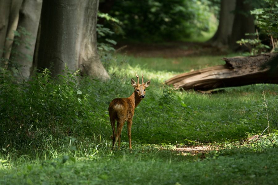 Ree in het bos van Marian Sintemaartensdijk op canvas, behang en meer