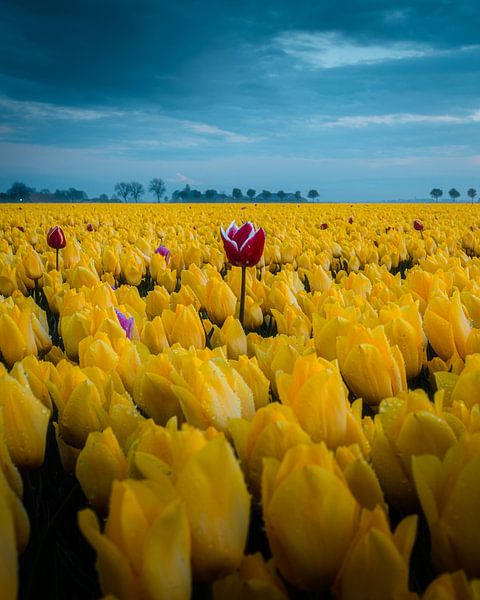 Rode tulp in geel tulpenveld Reiderwolderpolder van Harmen van der ...