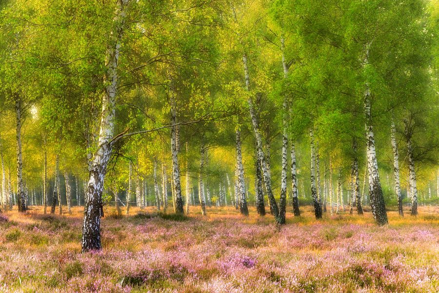 Heide en berken in het ochtendlicht van Daniela Beyer op canvas, behang ...