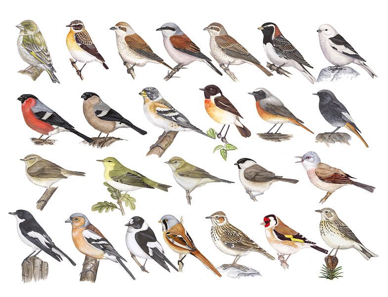 Zangvogels van Nederland van Jasper de Ruiter op canvas, behang en meer