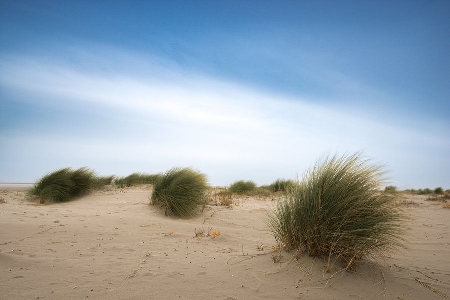 Duingras bewegend in de wind op het strand van Sjoerd van der Wal ...