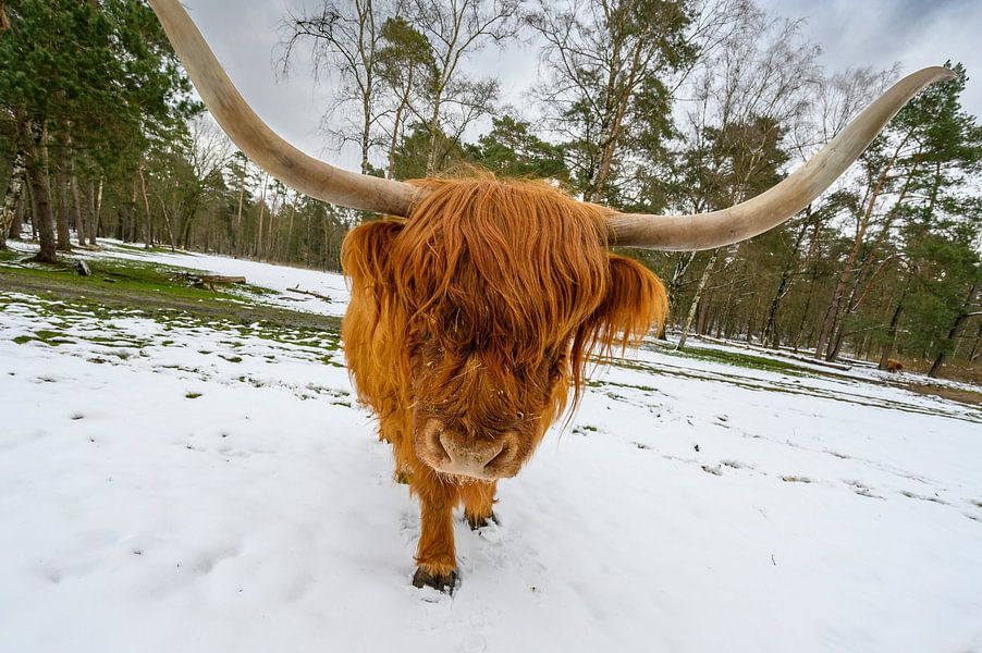 Schottische Highlander-Rinder im Schnee in einem Wald von Sjoerd van ...