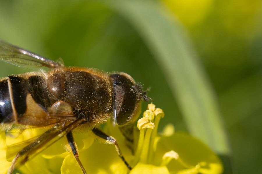 Driehoeks zweefvlieg met stuifmeel overgoten van Bopper Balten op ...