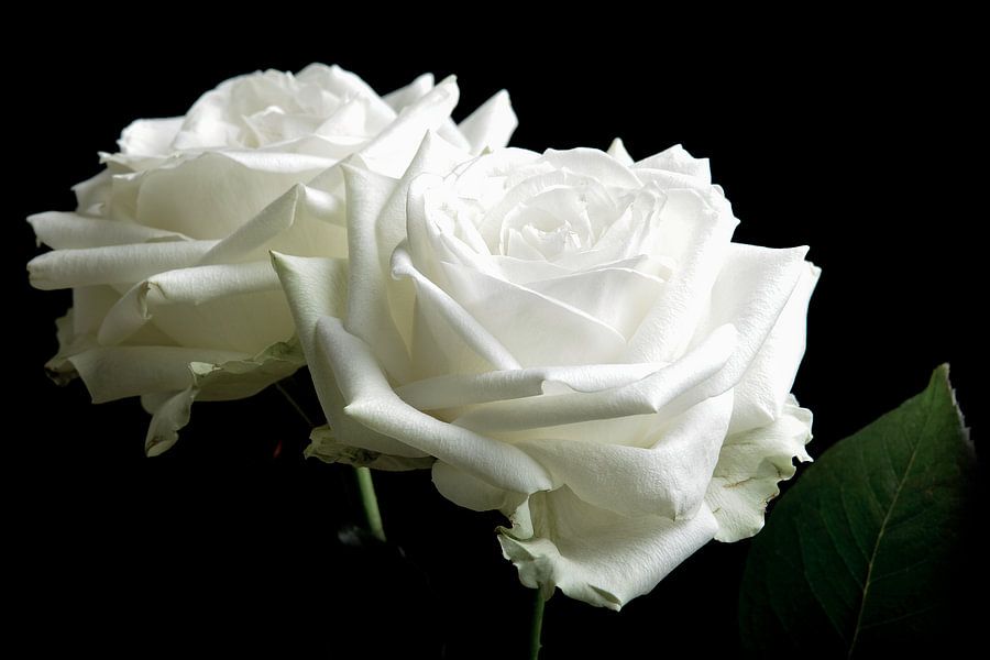 Twee witte rozen op een zwarte achtergrond van Arjen Schippers op ...