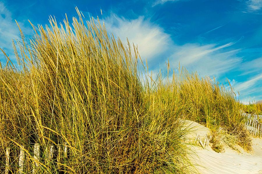 Duin met duingras van Dieter Walther op canvas, behang en meer