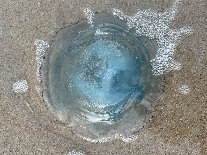 Eenzame kwal op strand van Spiegeltje op canvas, behang en meer