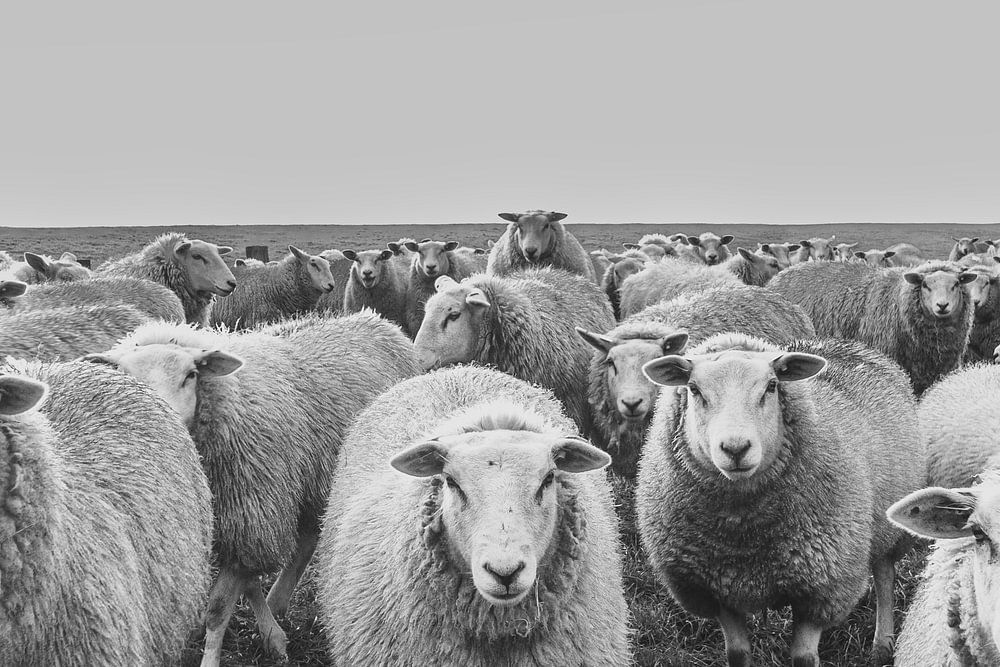 schapen op de dijk, zwart wit, sheeps van M. B. fotografie op canvas ...