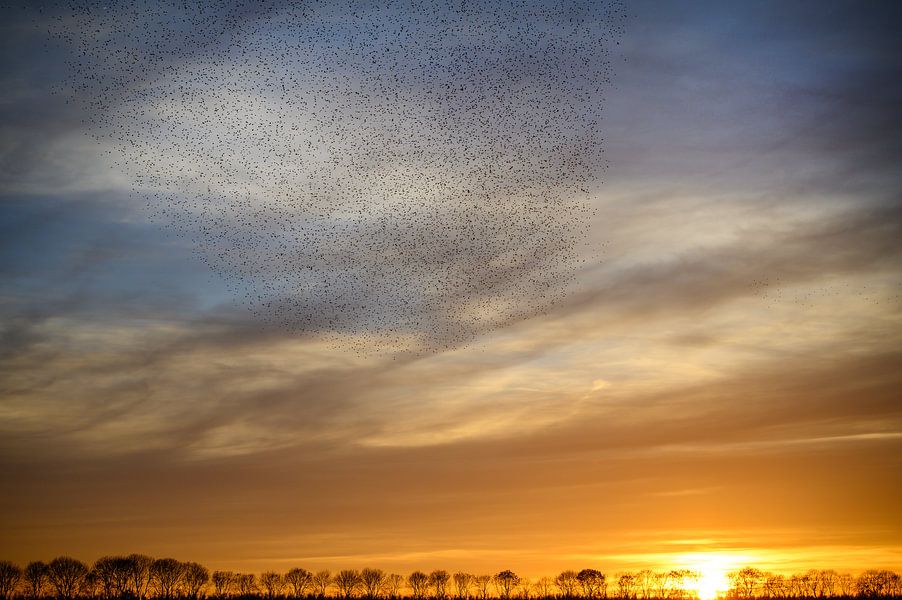 Symfonie van Avondrust: Dansende Spreeuwen bij Zonsondergang van ...