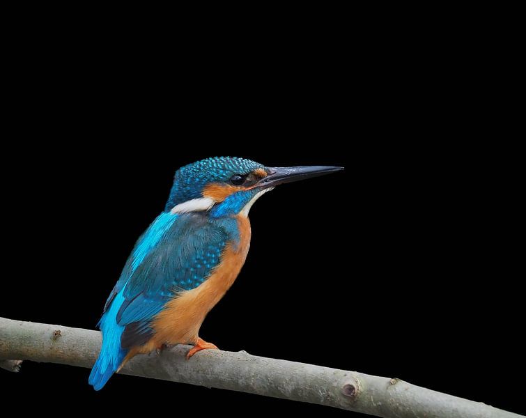 De ijsvogel, een koninklijk vogeltje! van Marjon Woudboer op canvas ...