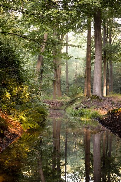Sprookjesbos van Rob Willemsen photography op canvas, behang en meer