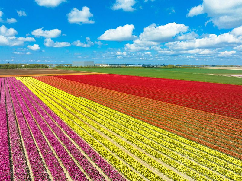 Tulpen in velden in de lente van bovenaf gezien van Sjoerd van der Wal ...