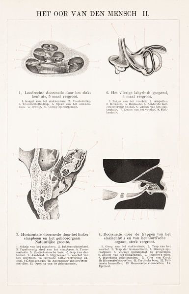 Oor Anatomie Kleurplaat Anatomie Van Menselijke Voet Werkblad