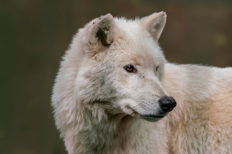 Kopportret van een witte poolwolf (Canis lupus arctos) in het bos van Mario Plechaty Photography ...