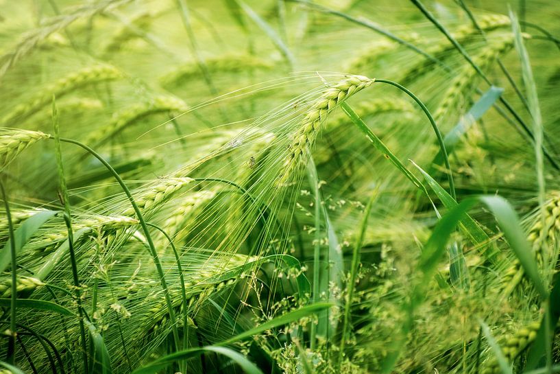 Barley Field Background
