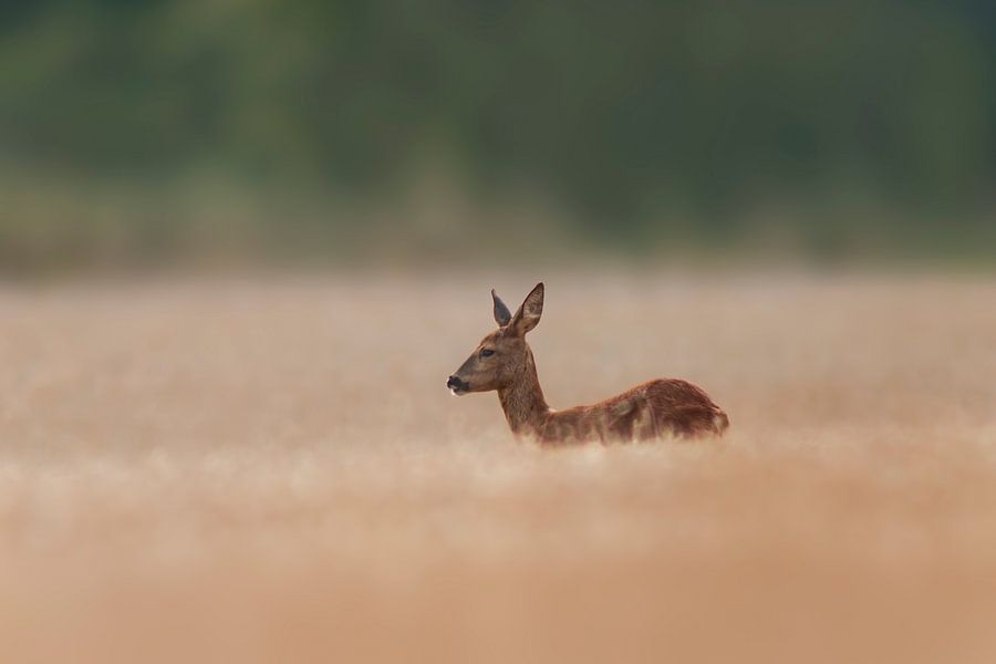 een ree hinde (Capreolus capreolus) zit op een geoogst tarweveld van ...
