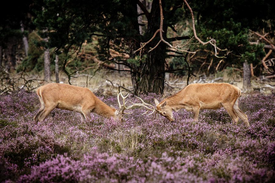 Edelhert op de hoge veluwe van Henrico Scheffel op canvas, behang en meer