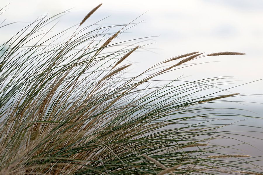Duingras aan het strand van Miranda van Hulst op canvas, behang en meer