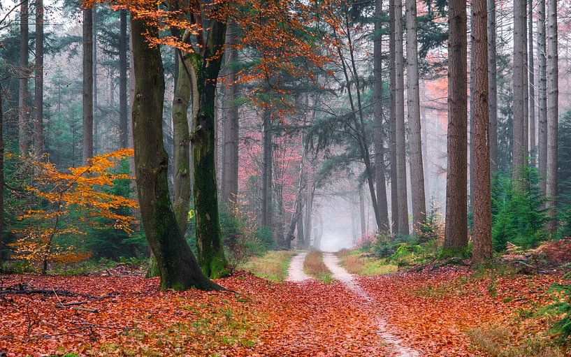 Vivid Forest Amazing Autumn Landscape. Panoramic Forest Nature. Vivid