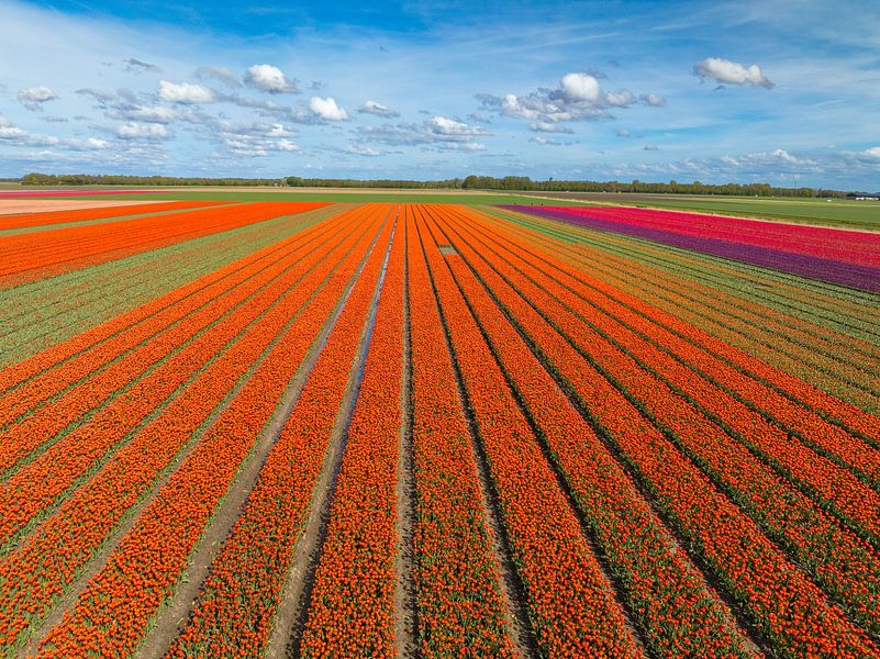 Tulpenveld in de lente van bovenaf gezien van Sjoerd van der Wal ...