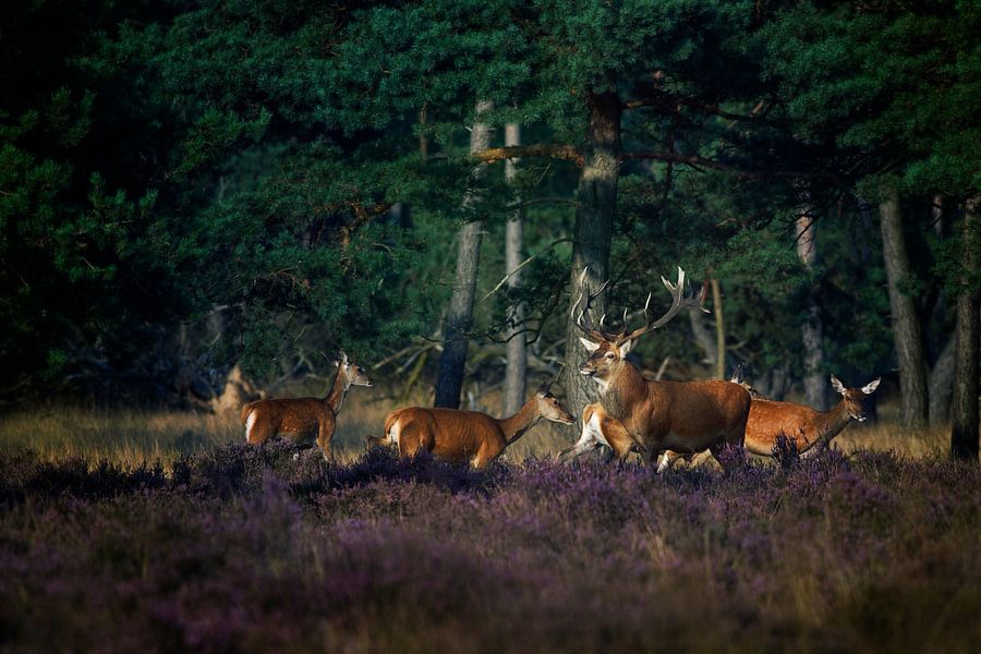Edelhert met z'n roedel in de bronsttijd van Evert Jan Kip op canvas ...