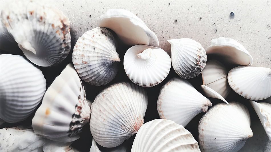 Schelpen bij de zee van Treechild op canvas, behang en meer